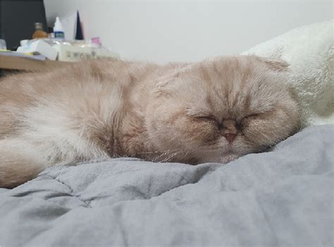 Github Boostcampaitech2semantic Segmentation Level2 Cv 09 Semantic