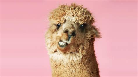 Naveed Abdul Hameed Fca On Linkedin How To Speak Up In A Meeting And When To Hold Back