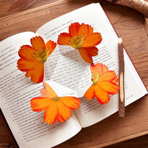 아브젝시옹 편지지 생일 예단편지 압화 편지 꽃 황화코스모스 위시버킷