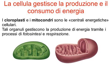 Le Cellule Benvenuti Su Magariservisse