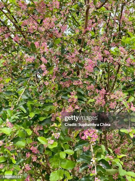 Barbados Cherry Tree Photos And Premium High Res Pictures Getty Images