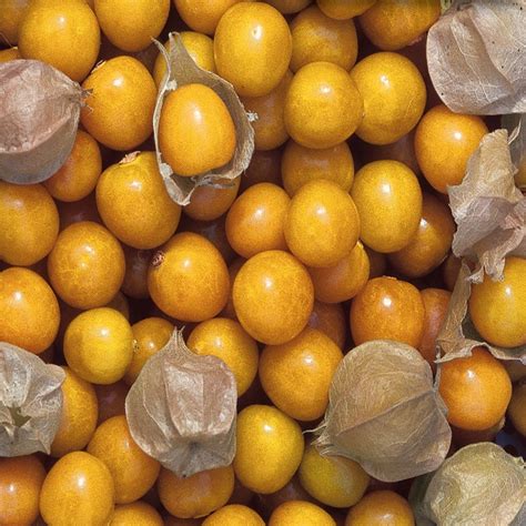 Ground Cherry Aunt Mollys Organic Seeds Vegetable Seeds