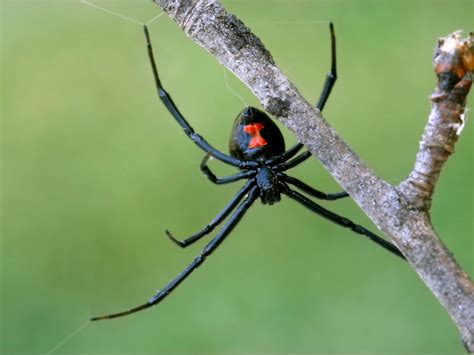 Black Widow Spider Female Male Black Widows Have An Unusual Strategy