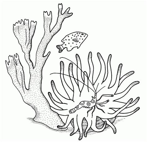 サンゴエビ魚 印刷可能ぬりえ無料ダウンロード