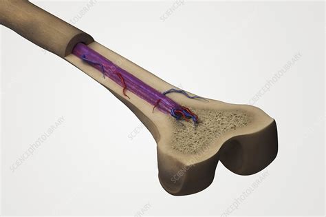 Internal Anatomy Of Bone Femur Artwork Stock Image C0203783
