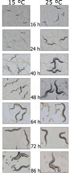 Basic Caenorhabditis Elegans Methods Synchronization And Observation Protocol