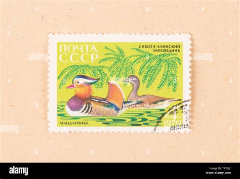 CCCP CIRCA A Stamp Printed In The CCCP Shows A Mandarin Duck Circa Stock Photo Alamy