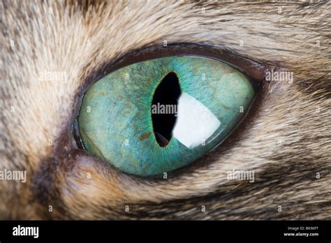 Irises Cat Eyes At Chris Erickson Blog