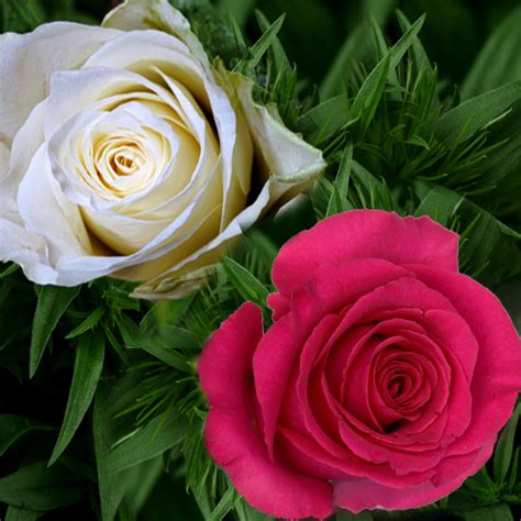 Щамбови рози Разсадник Тихомир Узунов храсти дървета и цветя от Овощен и декоративен