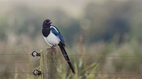 The Definitive Ranking All 151 Original Pokémon From Worst To Best