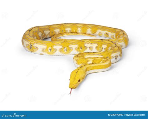 Python Retikon Auf Weißem Hintergrund Stockbild Bild Von Albino
