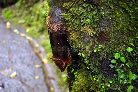 The Root Of A Tree Grown From A Tree Trunk Similar To The Male Sexual Organ In Costa Rica Stock
