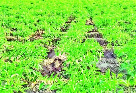 သဘာဝဘေးအန္တရာယ်ကျရောက်လာပါက ကူညီကယ်ဆယ်ရေးလုပ်ငန်းများ လျင်မြန်စွာဆောင်ရွက်နိုင်ရန် ကယ်ဆယ