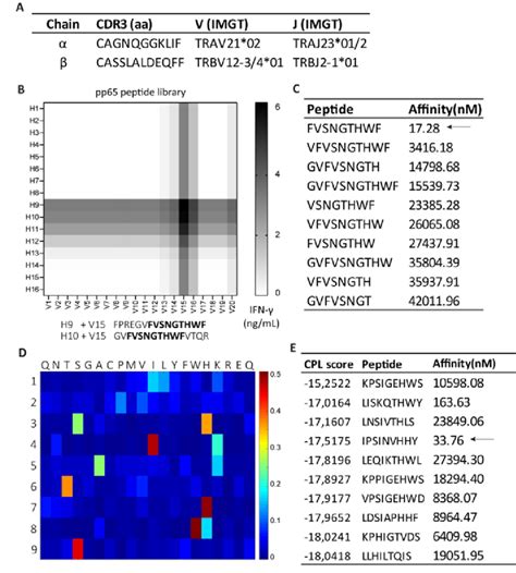 Figure Supplement 3 Tcr Sequence And Peptide Identification Of 8utt6