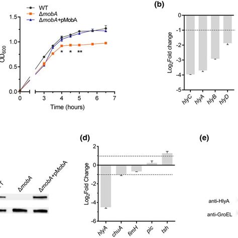 Roles Of Genes In The Molybdenum Cofactor Moco Biosynthetic Pathway