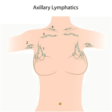 Axillary Lymph Nodes Over 700 Royalty Free Licensable Stock