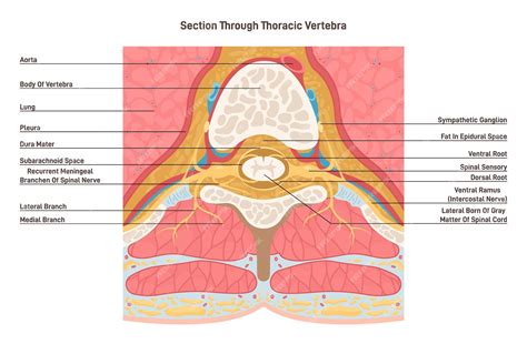 Premium Vector Cross Section Through Thoracic Vertebra Spinal Cord Anatomy Middle Segment
