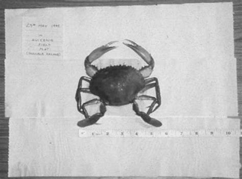 A Mud Crab Scylla Serrata Caught In A Mangrove Habitat Download