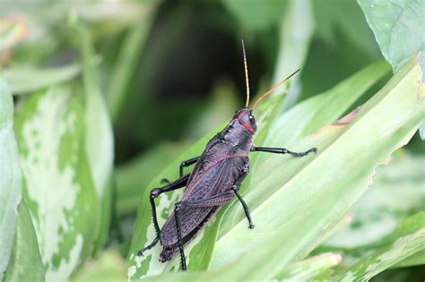 Insecto Bicho Foto Gratis En Pixabay Pixabay