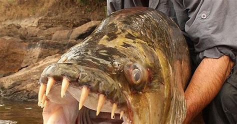 Jeremy Wade Bravely Poses With The 5ft Long Goliath Tigerfish Caught