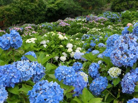 紫陽花が見頃です 塩塚高原キャンプ場徳島県三好市の塩塚峰に広がるキャンプ場