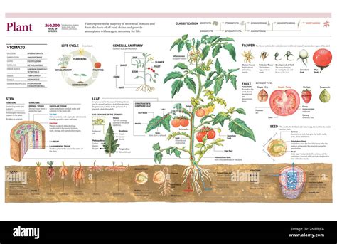 Infographics Of The Parts Of A Plant Stem Leaf Flower Fruit And Root Classification And