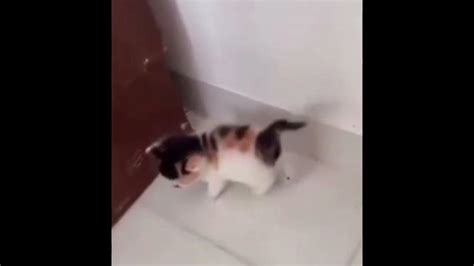 Cat Goes A Mimir Youtube