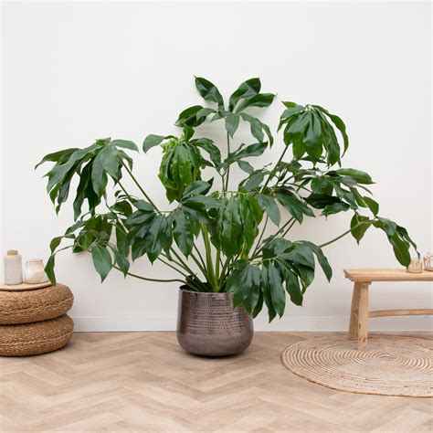 Philodendron Green Wonder 120cm Green Bubble