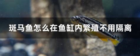 斑马鱼怎么在鱼缸内繁殖不用隔离 鱼百科