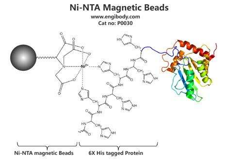 Ni Nta Magnetic Beads For His Tagged Protein Purification