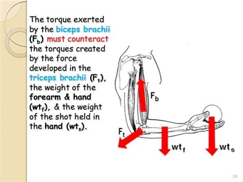 Muscular System Our Muscle