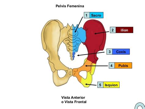 Hueso Coxal Algunos Esquemas