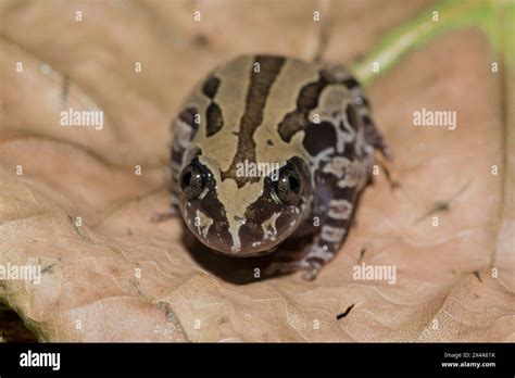 Bubbling Kassina Also Known As A Senegal Running Frog Kassina