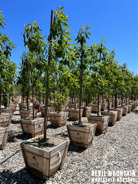 Gordlinia grandiflora - Devil Mountain Wholesale Nursery