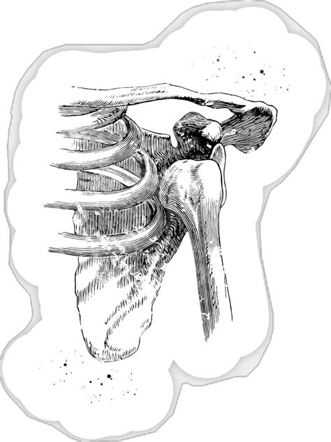 Shoulder Dislocation Sticker Shoulder Dislocation In 2025 Art