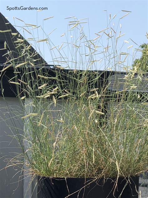 Native Grasses For Midwestern Gardens Spotts Garden Service