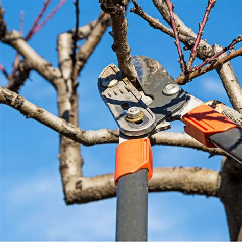 Trimming Pruning Cherry Trees Best And Worst Time For Tree Pruning