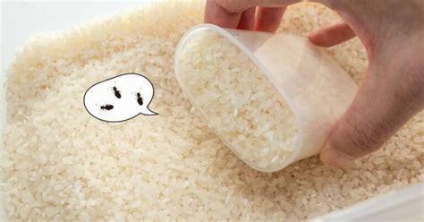 チャタテムシは飛ぶの？飛ぶ種類や跳ねる噂など解説 おうちの害虫トラブル解決ガイド｜バグバスターズ