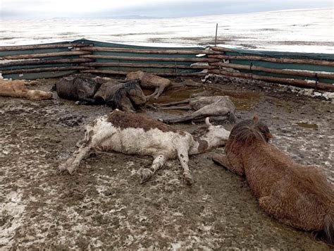 Малын даатгал Хорогдлын хувь тогтоосон үзүүлэлтэд хүрэхгүй бол нөхөн төлбөр олгохгүй Eguur Mn