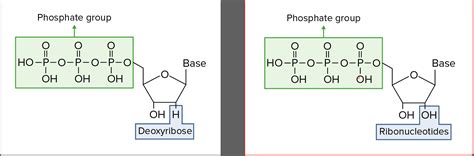 Rna Types And Structure Concise Medical Knowledge