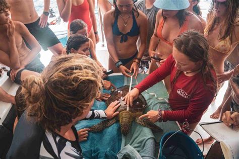 Sea Turtle Predators Understanding The Threats To Sea Turtles Sail Caribbean