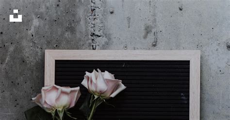 내 발렌타인 보드에서 배우는 두 개의 분홍색 장미 사진 Unsplash의 무료 발렌타인 이미지