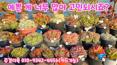 250117📍주경다육 비하인드 라울 마카디미아 블랙퀸 엘샤 젤리피치 세리 플로리디티 써니즈 트읜베리 백파 아레나스 Youtube