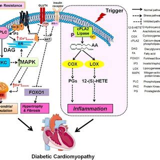 Integration Of Metabolic And Fatty Acids FAs Metabolizing Enzymes
