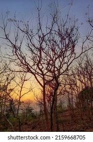 Hot Dry Trees Summer Season Stock Photo Shutterstock