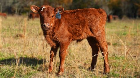 The Ultimate Guide To Calving Raising Cattle Youtube