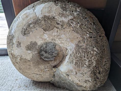 Ammonite Identification Or More Detail Than Late Cretaceous R Fossilid