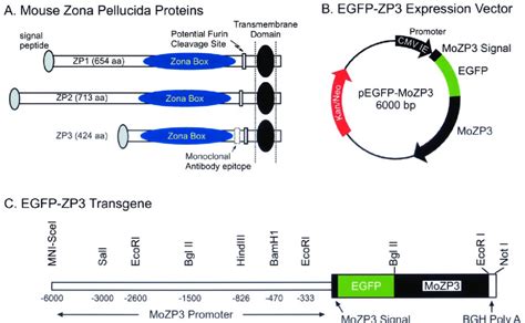 Conserved Zona Pellucida Protein Motifs And Construct Design A Each