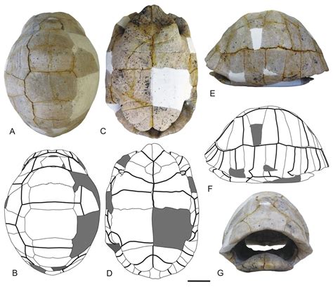 A New Fossil Tortoise From Langebaanweg South Africa — West Coast
