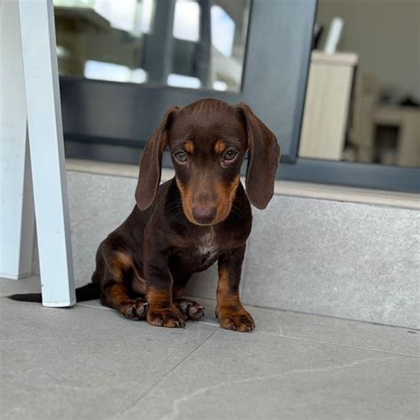 Comprar Cachorros Teckel Mini Teckel Criadero Responsable